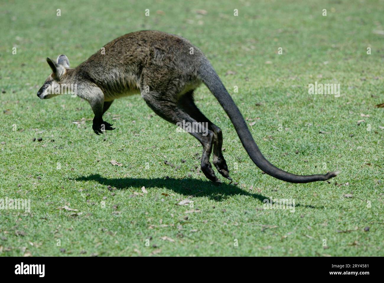 Whiptail wallaby australia hi-res stock photography and images - Alamy