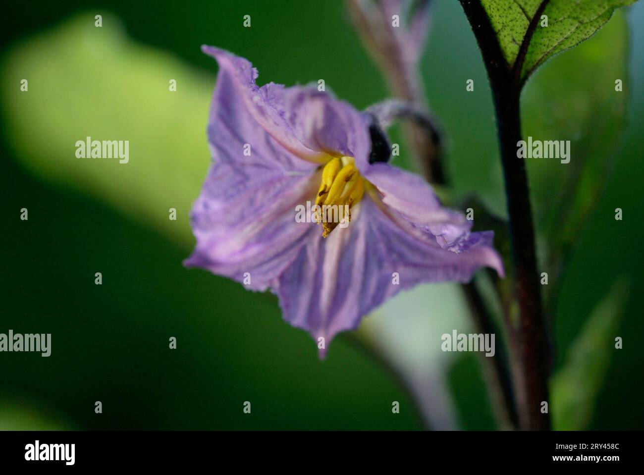 Eggplant (Solanum melongena) blossom, Auberginenbluete, Gemuese ...