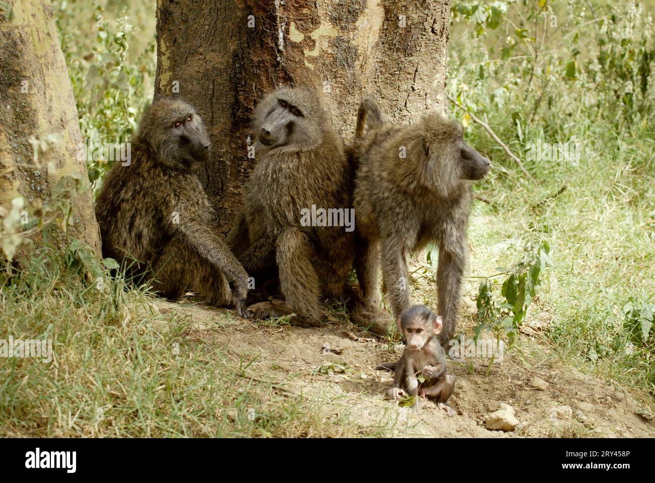 Anubis Baboons (Papio anubis) with young, Nakuru national park, Kenya ...