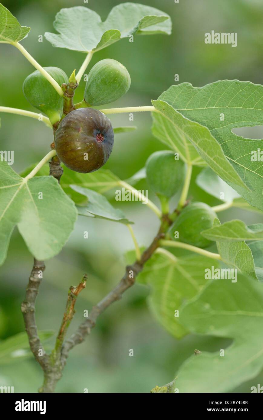 Mulberry and fig family moraceae hi-res stock photography and images ...