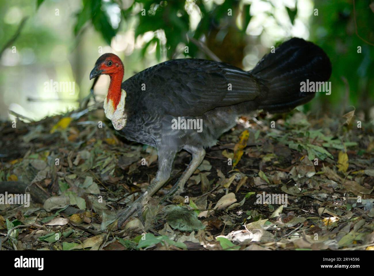 Australian australian brushturkey (Alectura lathami), Australia Stock ...