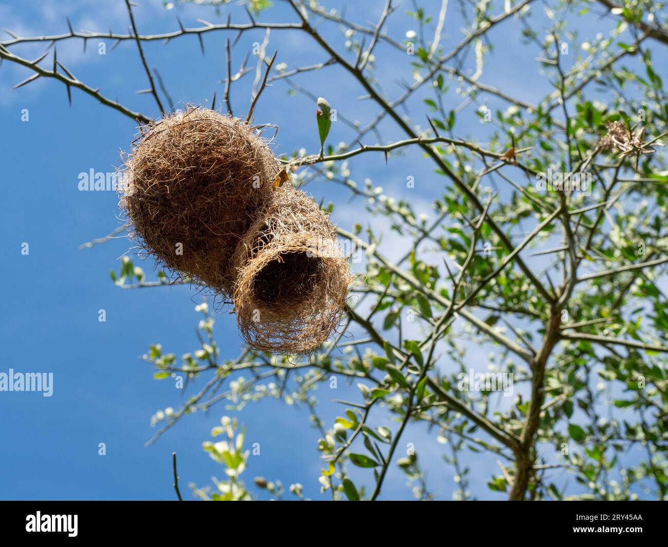 Weaver bird in nest hi-res stock photography and images - Alamy