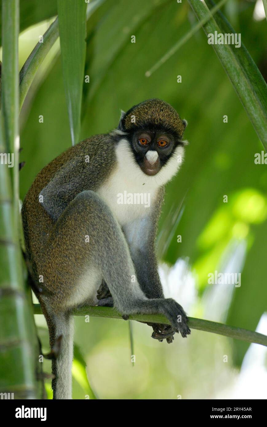 Lesser White-nosed Monkey, Kleine Weissnasenmeerkatze, Lesser White ...