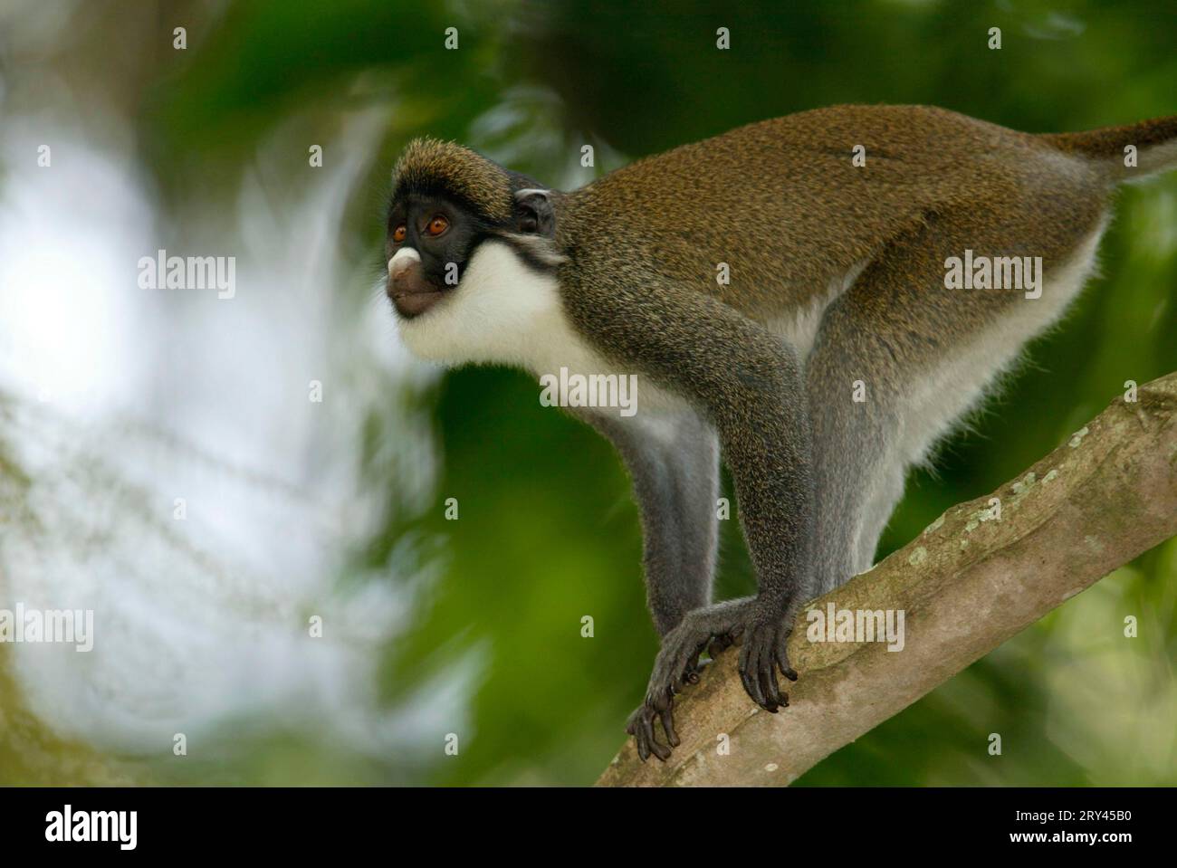 Lesser White-nosed Monkey, Kleine Weissnasenmeerkatze, Lesser White ...