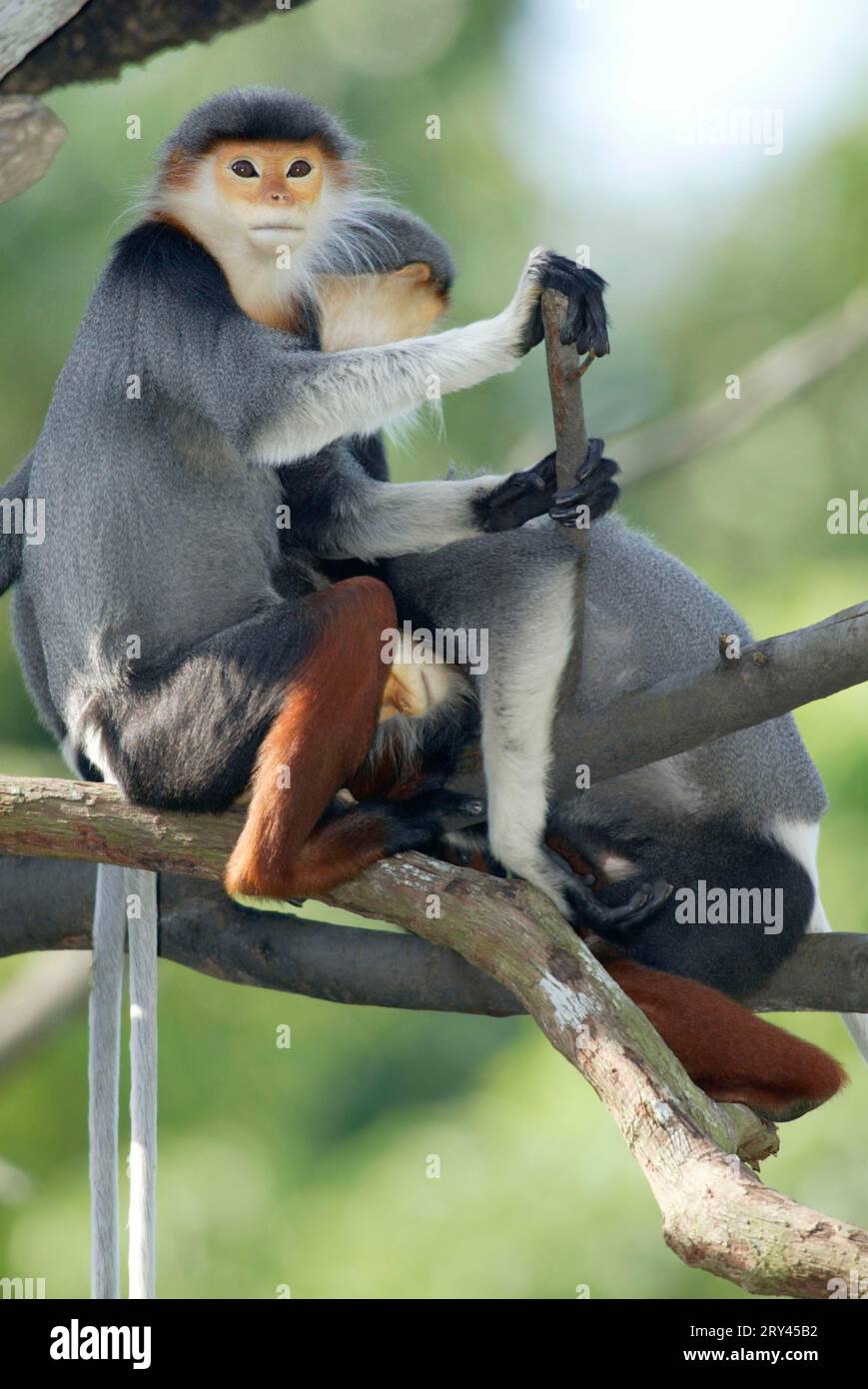 Red-shanked Douc (Pygathrix nemaeus) Langurs, Rotschenkel-Kleideraffen ...