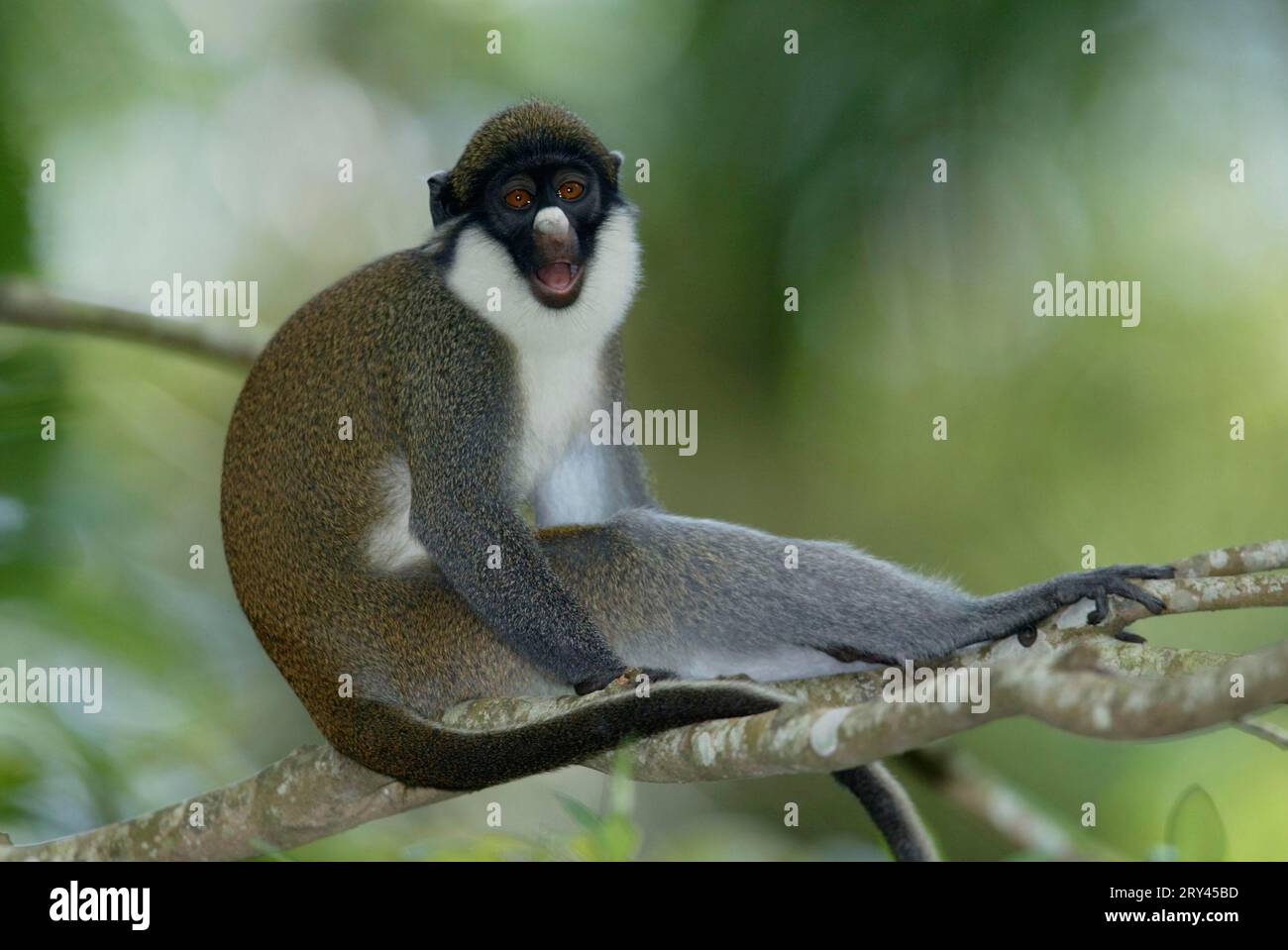 Lesser White-nosed Monkey, Kleine Weissnasenmeerkatze, Lesser White ...