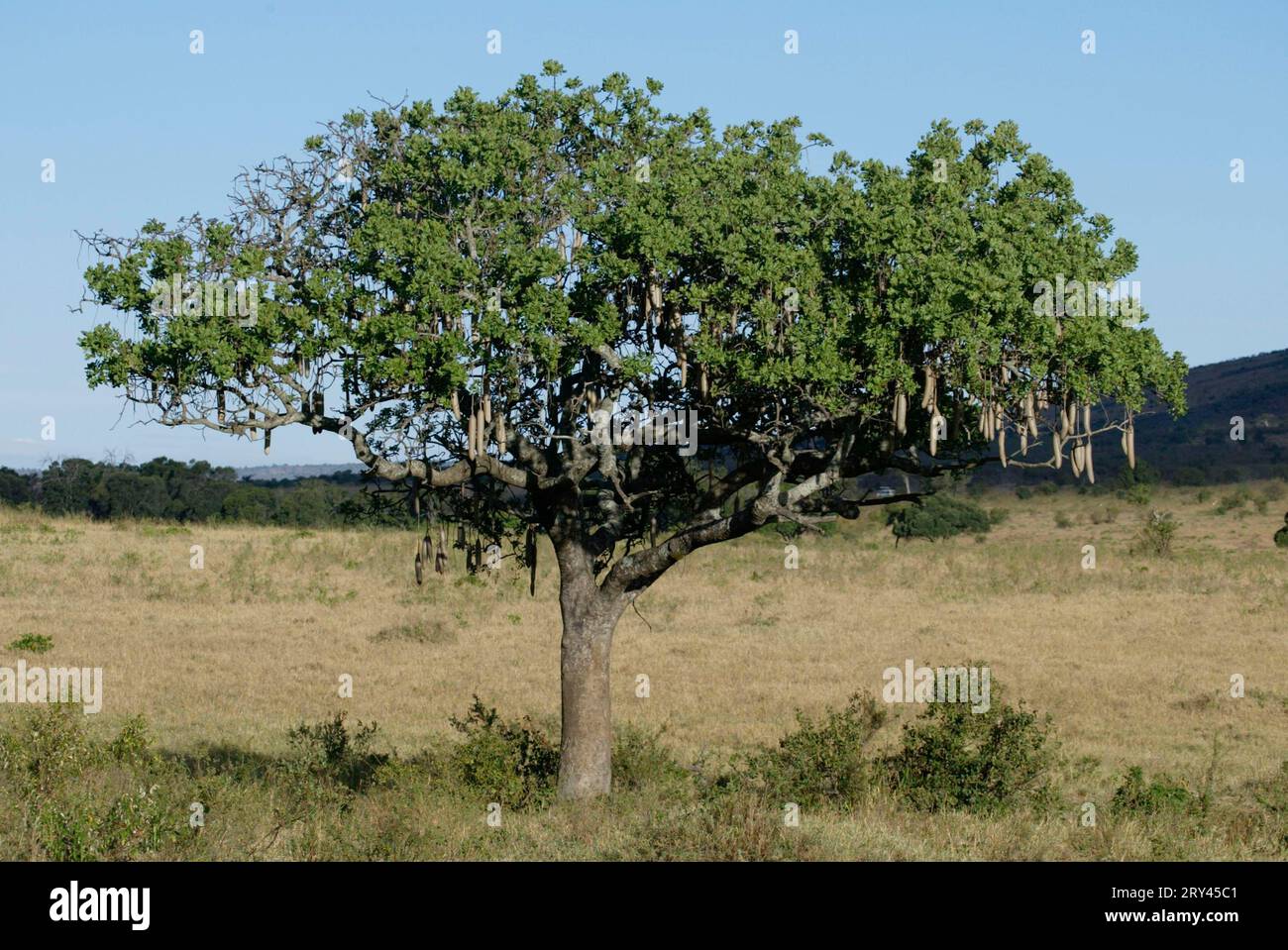 America africana hi-res stock photography and images - Alamy
