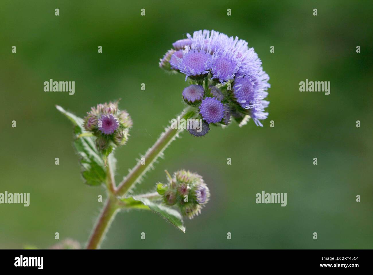 Flower flowers ageratum asteraceae hi-res stock photography and images ...
