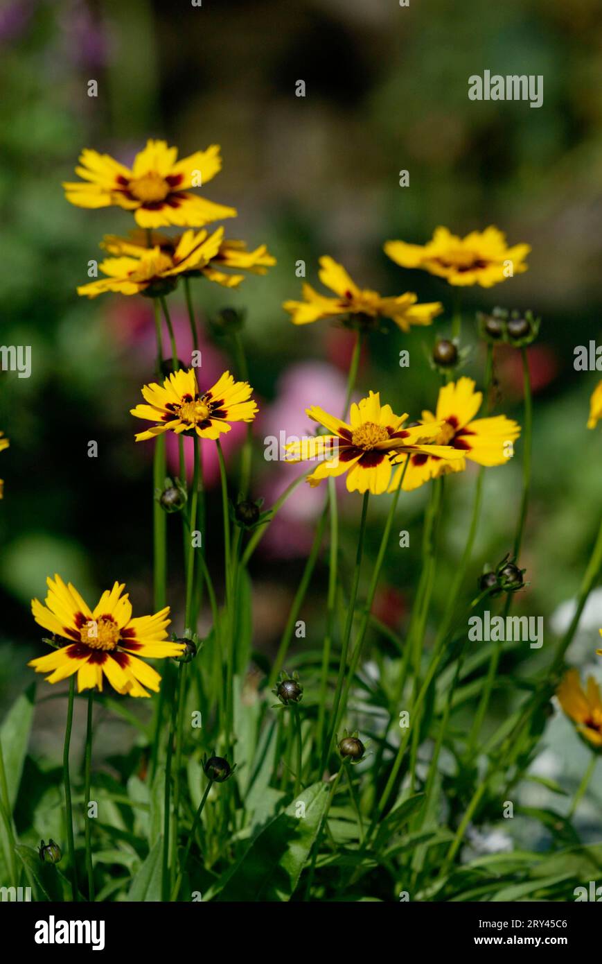 Tick Seed, tickseed (Coreopsis), Flowers, Garden Plants (Compositae ...