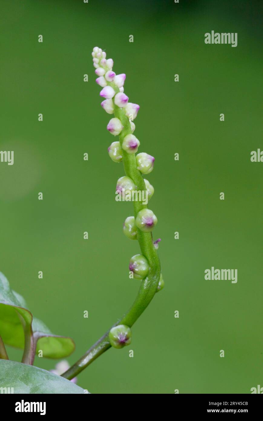Malabar Spinach (Basella rubra), Malabarspinat, Pflanzen, plants ...