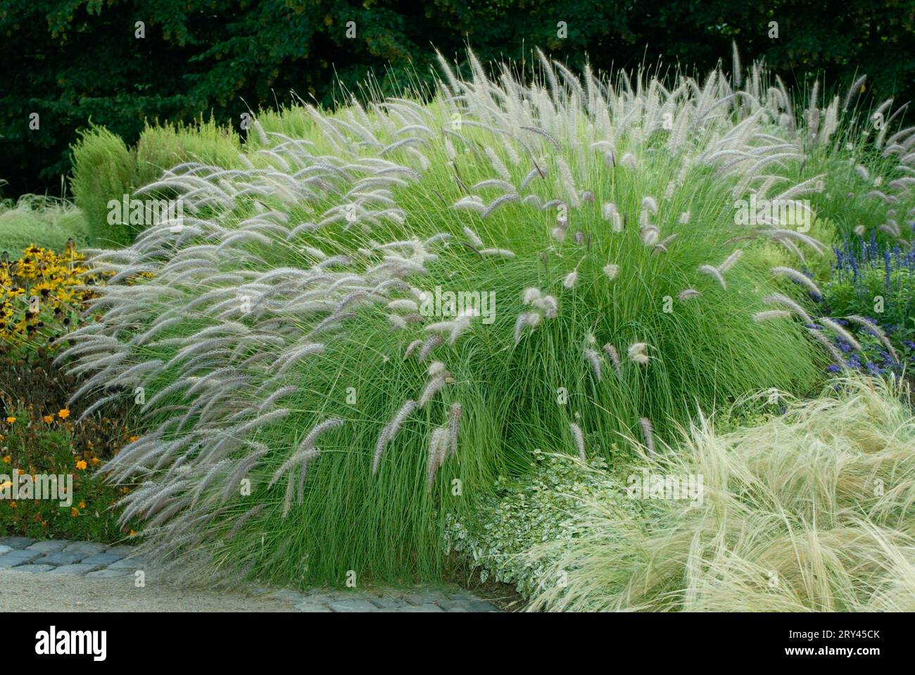 Fountain Grass (Pennisetum alopecuroides), Lampenputzergras, Graeser ...