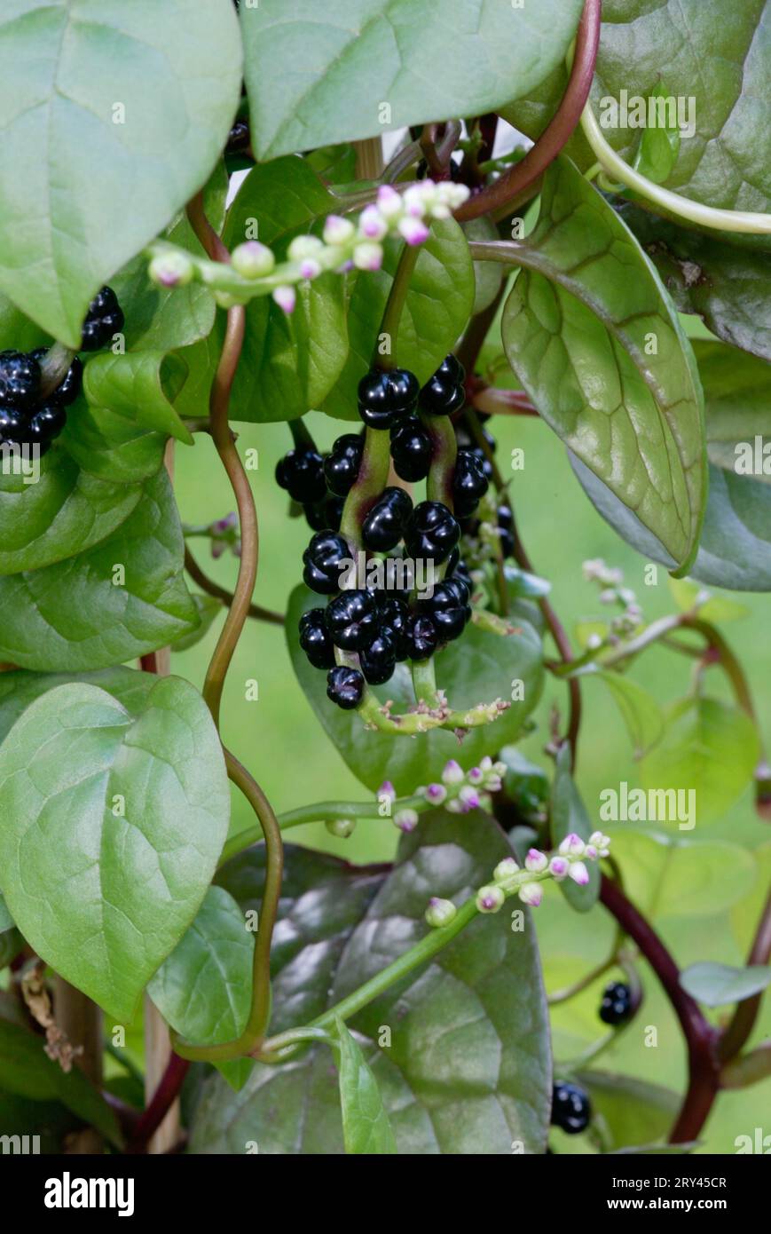 Malabar Spinach fruits (Basella rubra), Malabarspinat, Fruechte ...