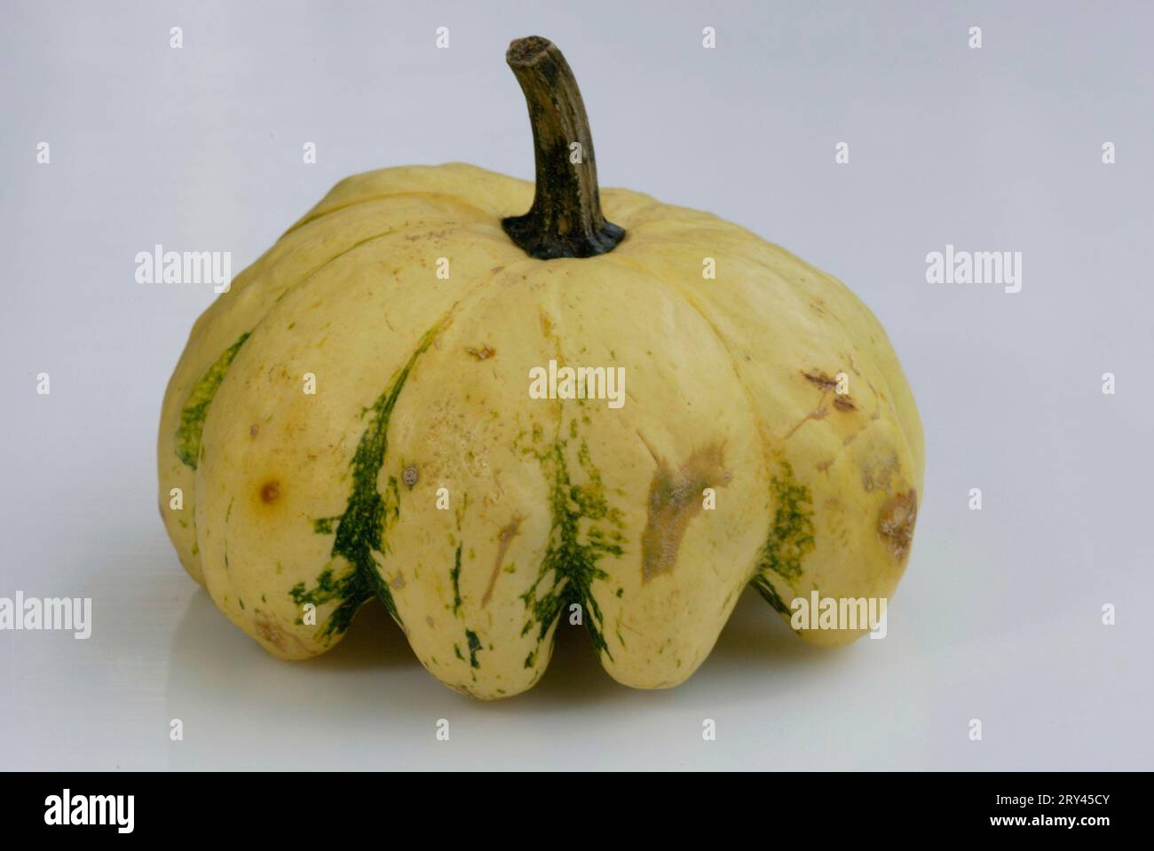 Pumpkin (Cucurbita) (Cucurbitaceae) 'Pattisson', Zierkuerbis 'Pattisson ...