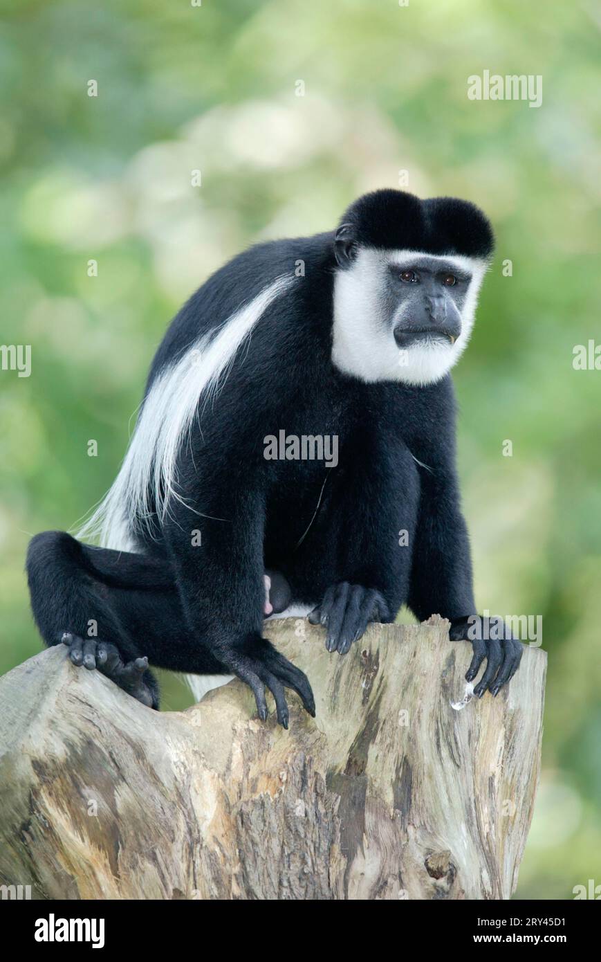 Angola guereza hi-res stock photography and images - Alamy