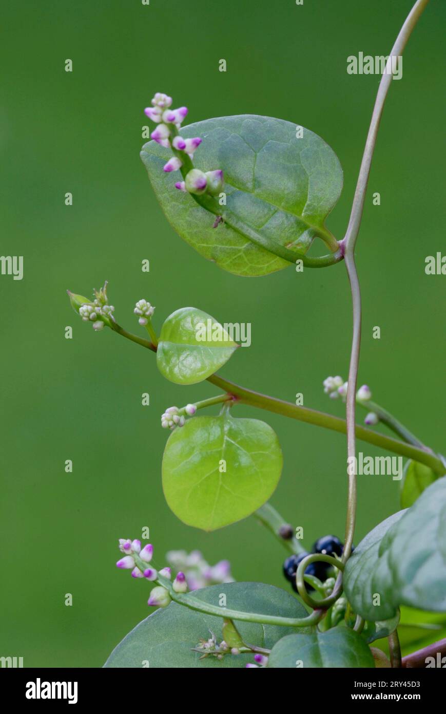 Malabar Spinach (Basella rubra), Malabarspinat, Pflanzen, plants ...