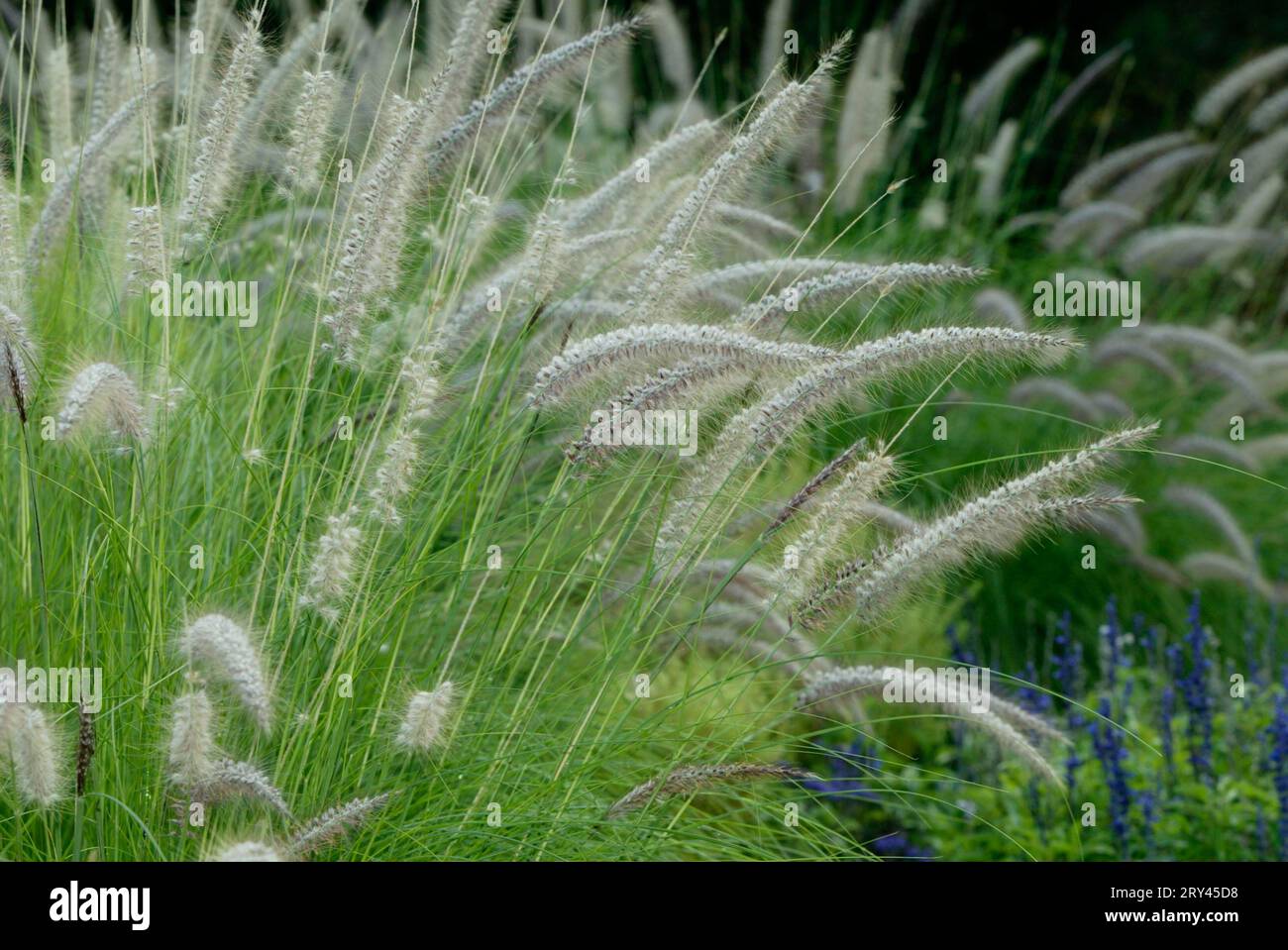 Fountain Grass (Pennisetum alopecuroides), Lampenputzergras, Graeser ...
