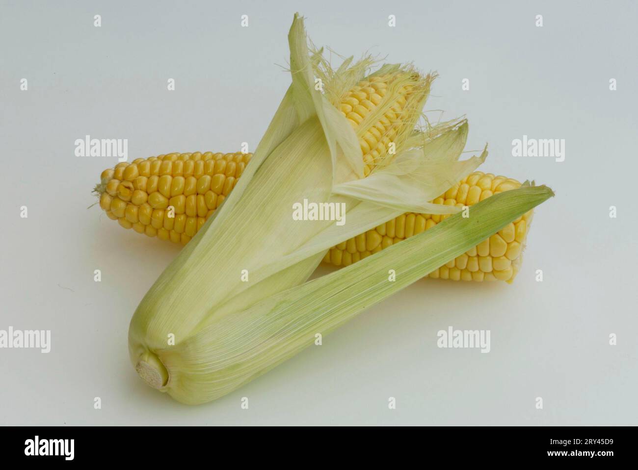 Corncob (Zea mays), crops, fruit, fruit, true grass (Gramineae), crop ...