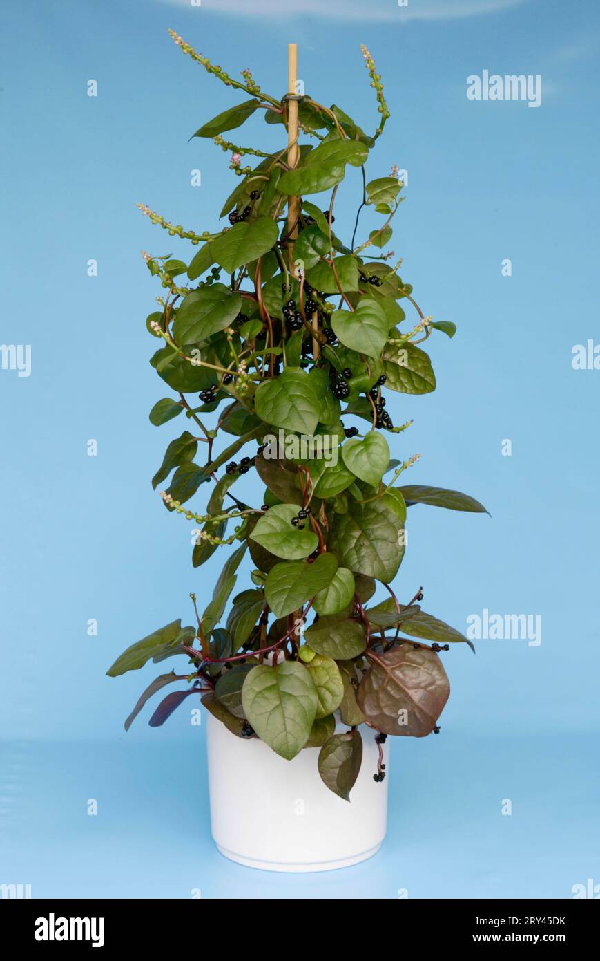 Malabar Spinach (Basella rubra), Malabarspinat, Pflanzen, plants ...