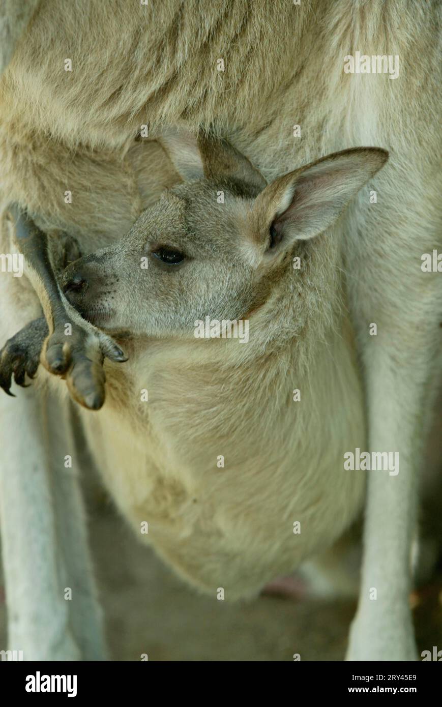 Eastern grey kangaroo (Macropus giganteus) pup, eastern grey kangaroo ...