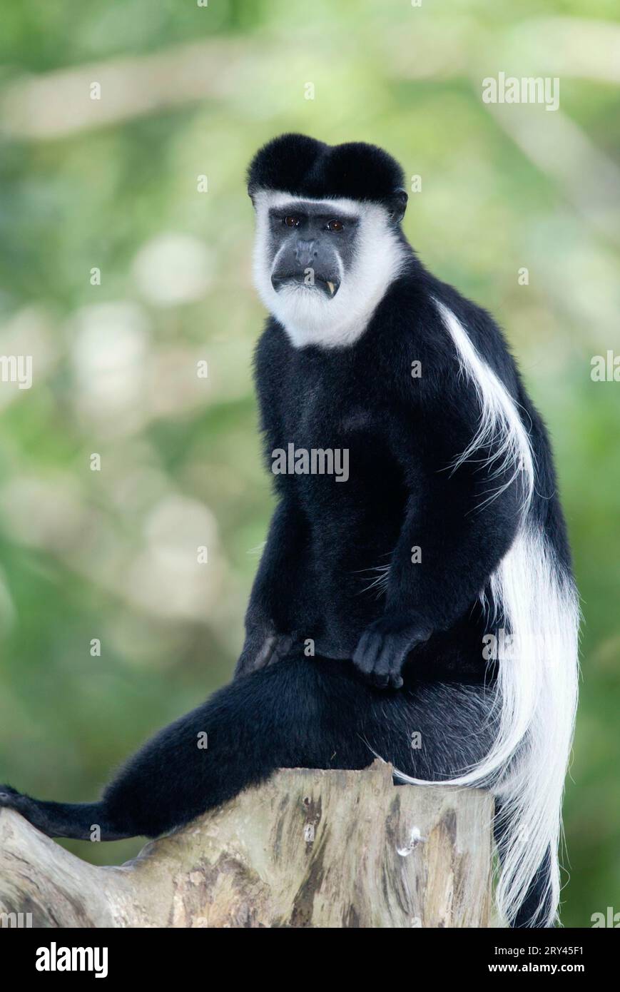 Adult male colobus monkey hi-res stock photography and images - Alamy