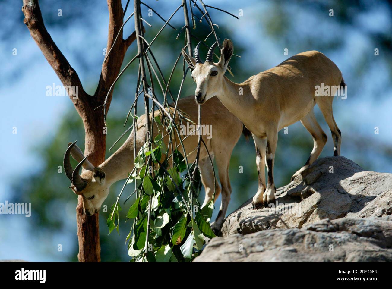 Nubian Ibex kids (Capra ibex nubiana), Nubische Steinboecke, Kitze ...