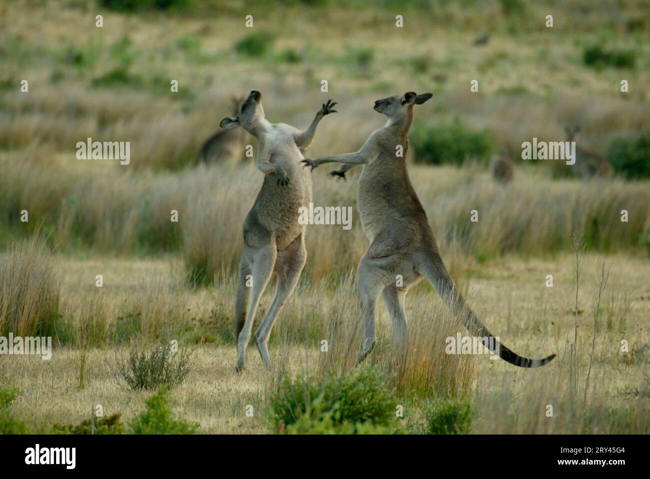 Eastern Grey eastern grey kangaroo (Macropus giganteus) fighting ...
