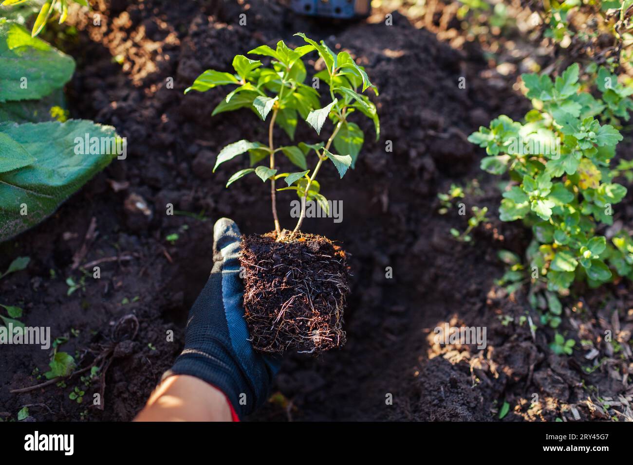 Gardener planting young rooted cutting of panicle hydrangea into soil ...