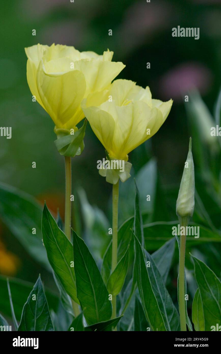Family onograceae hi-res stock photography and images - Alamy
