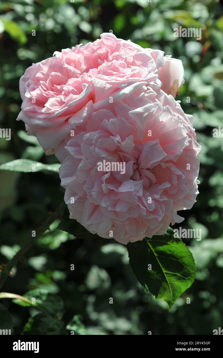 Light pink English shrub rose (Rosa) Eglantyne blooms in a garden in ...