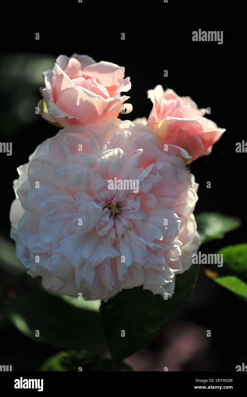 Light pink English shrub rose (Rosa) Eglantyne blooms in a garden in ...