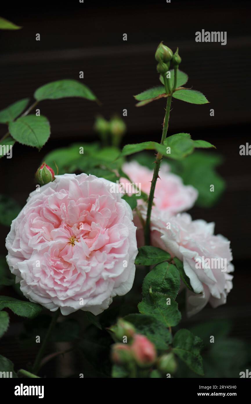 Light pink English shrub rose (Rosa) Eglantyne blooms in a garden in ...