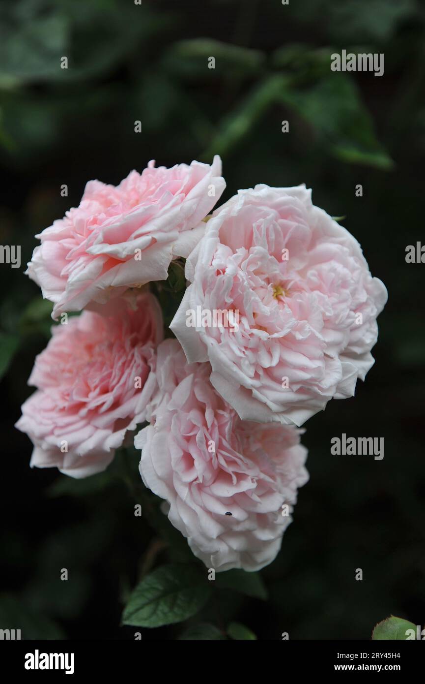 Light pink English shrub rose (Rosa) Eglantyne blooms in a garden in ...