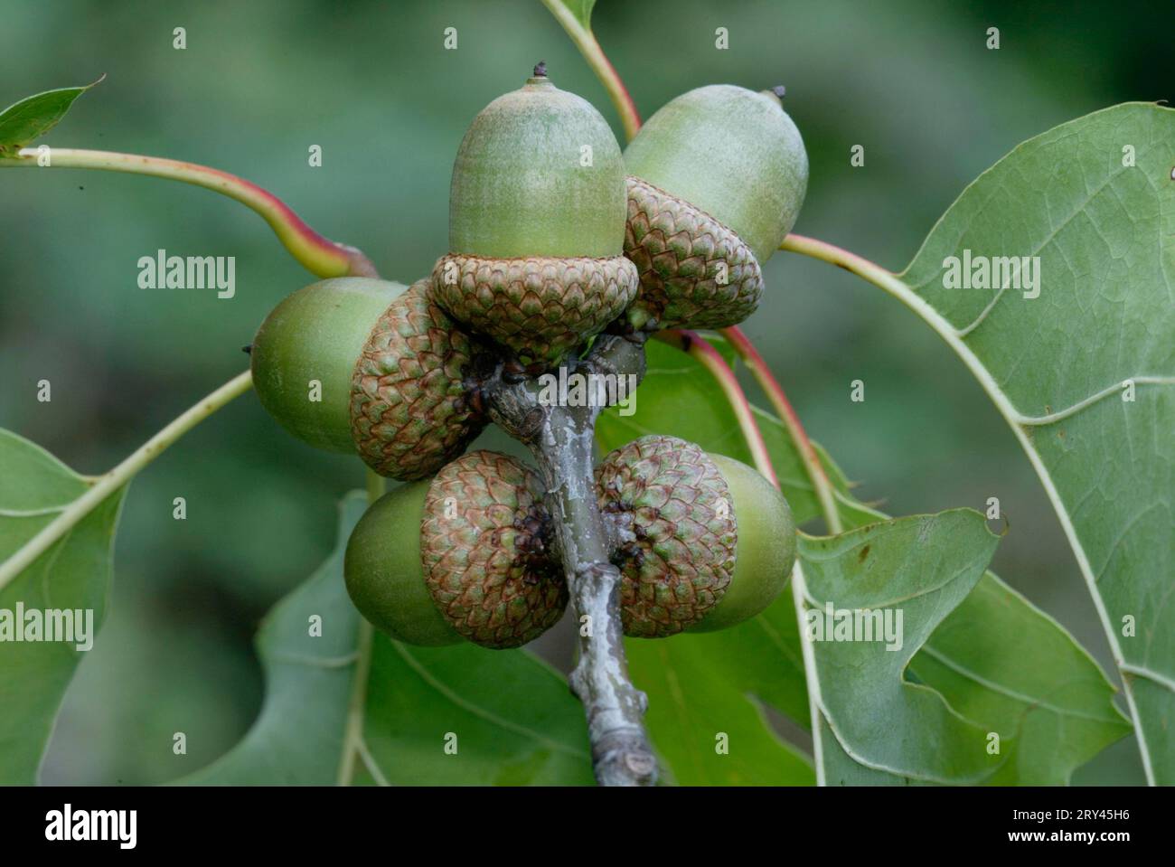 Fagaceae fruit hi-res stock photography and images - Alamy
