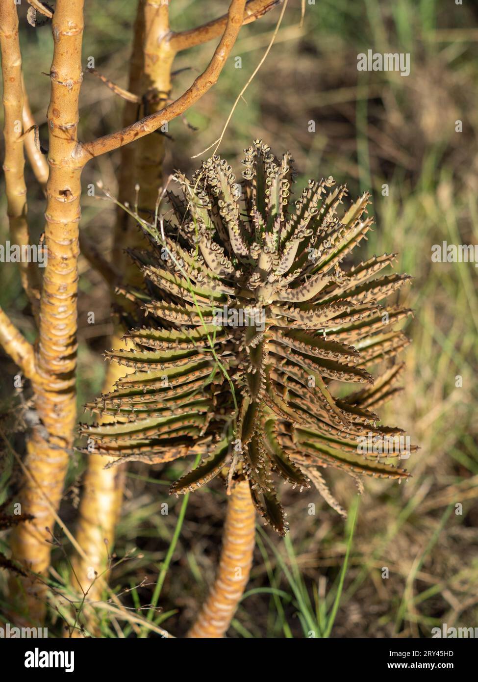 Plant in a garden in Kenya Stock Photo - Alamy