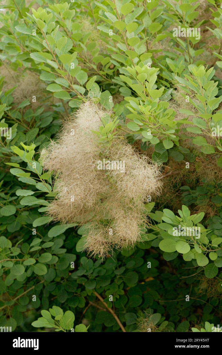 Common Smoketree, Perueckenstrauch, Perueckenstrauch, Europa, europe ...