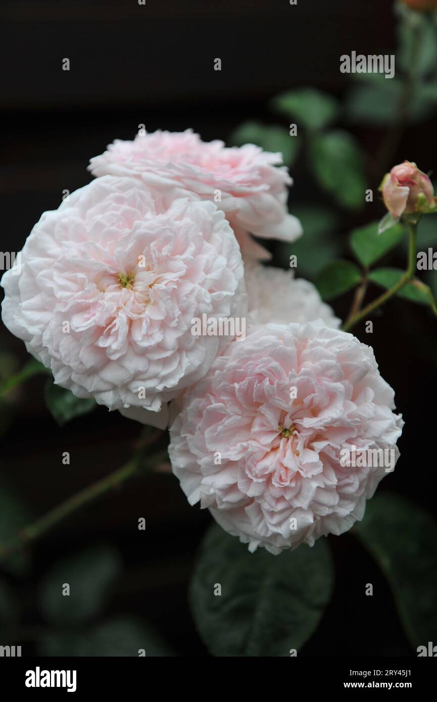 Light pink English shrub rose (Rosa) Eglantyne blooms in a garden in ...