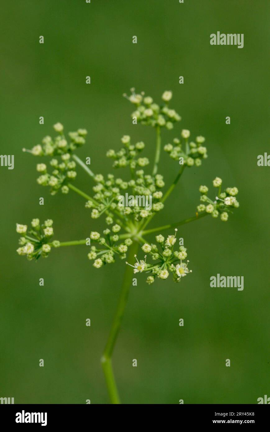 Parsley plant flowering hi-res stock photography and images - Alamy