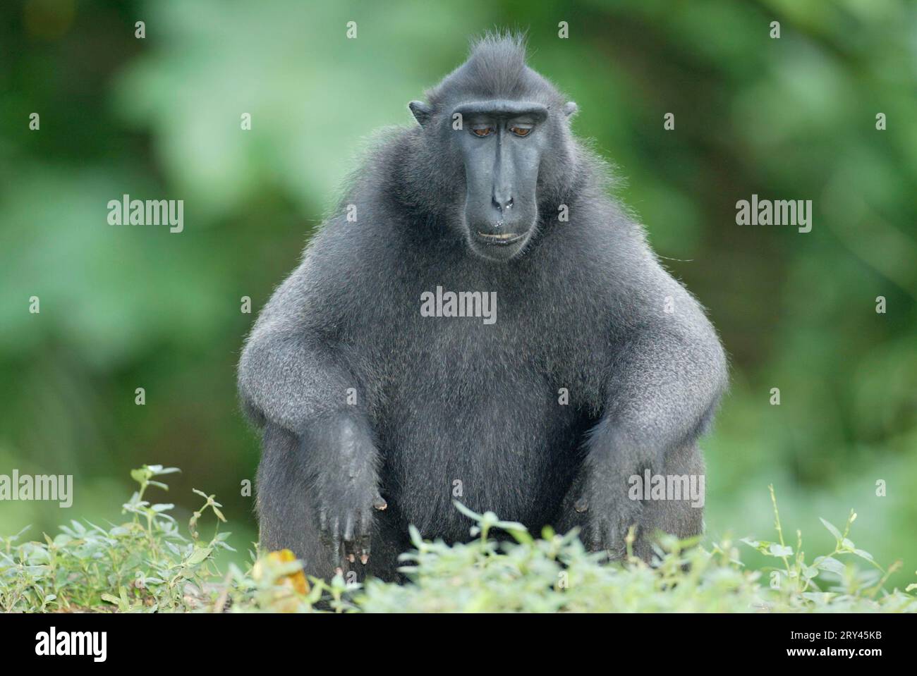 Sulawesi Crested Black Macaque (Macaca nigra), Schopfmakak Stock Photo ...