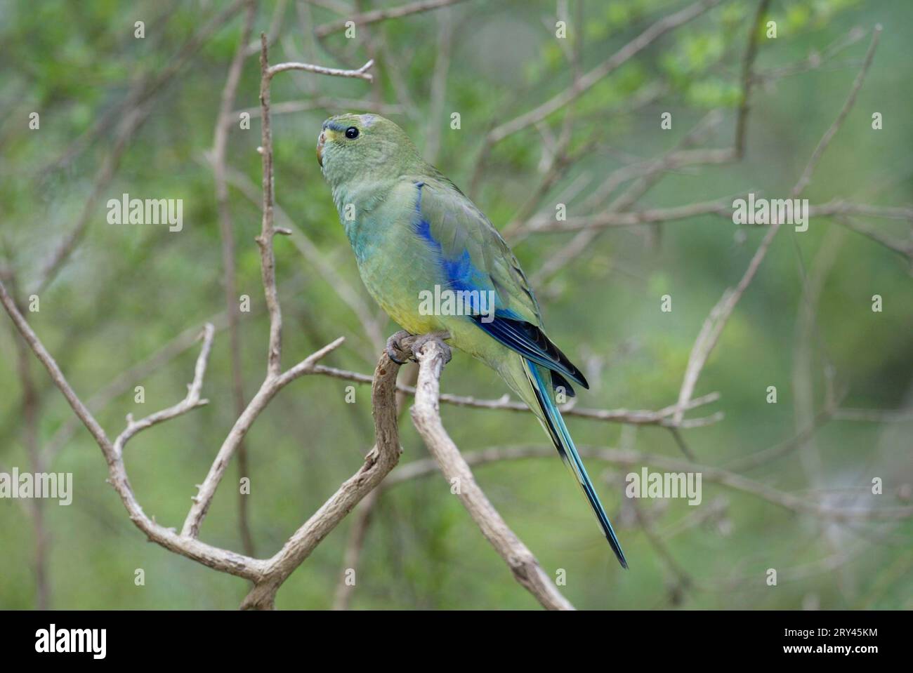 Elegant parrot (Neophema elegans), lateral, side Stock Photo - Alamy