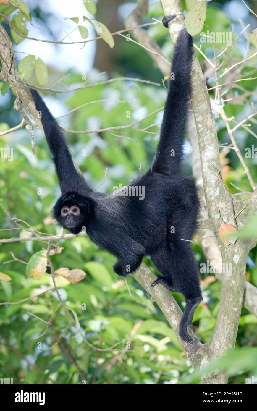 Black red-faced spider monkey (Ateles paniscus Stock Photo - Alamy