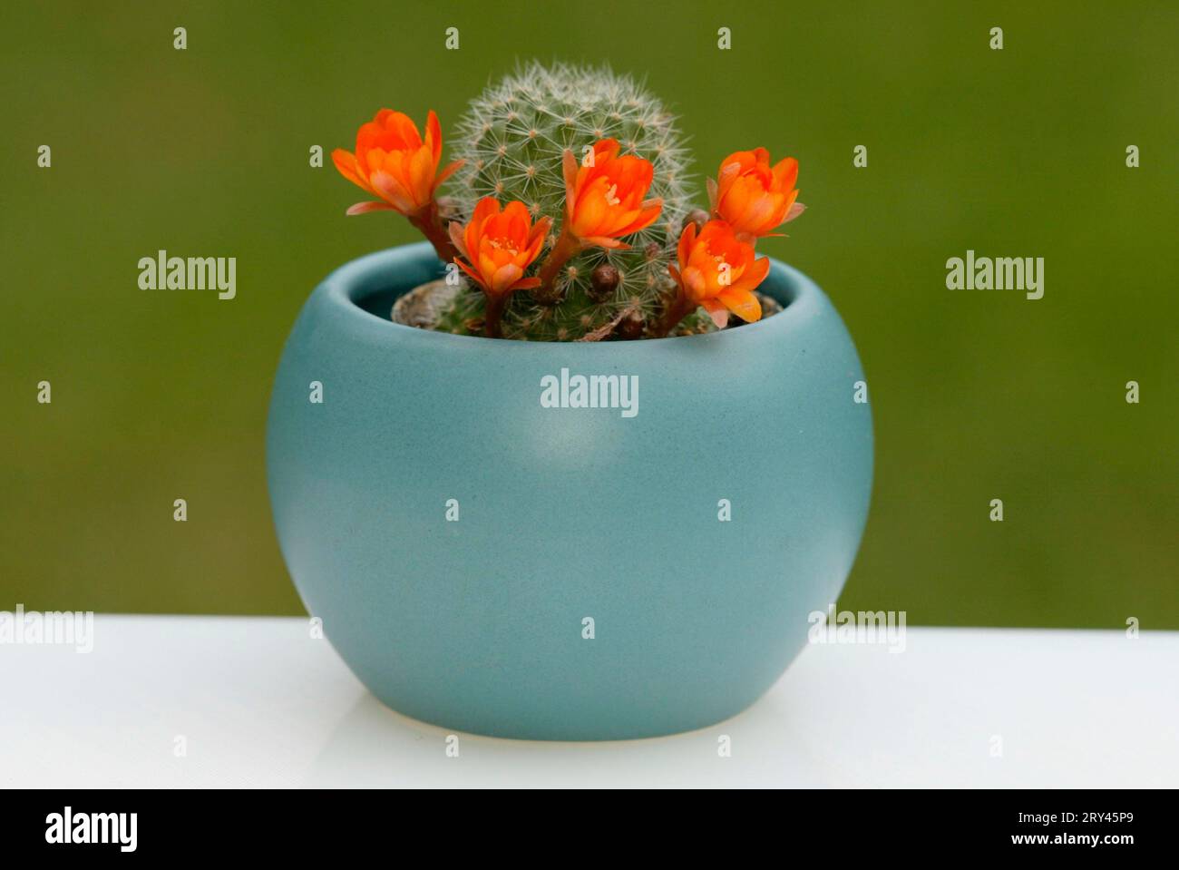 Cactus in flower pot (Rebutia pulvinosa), cactus in flower pot, plants ...