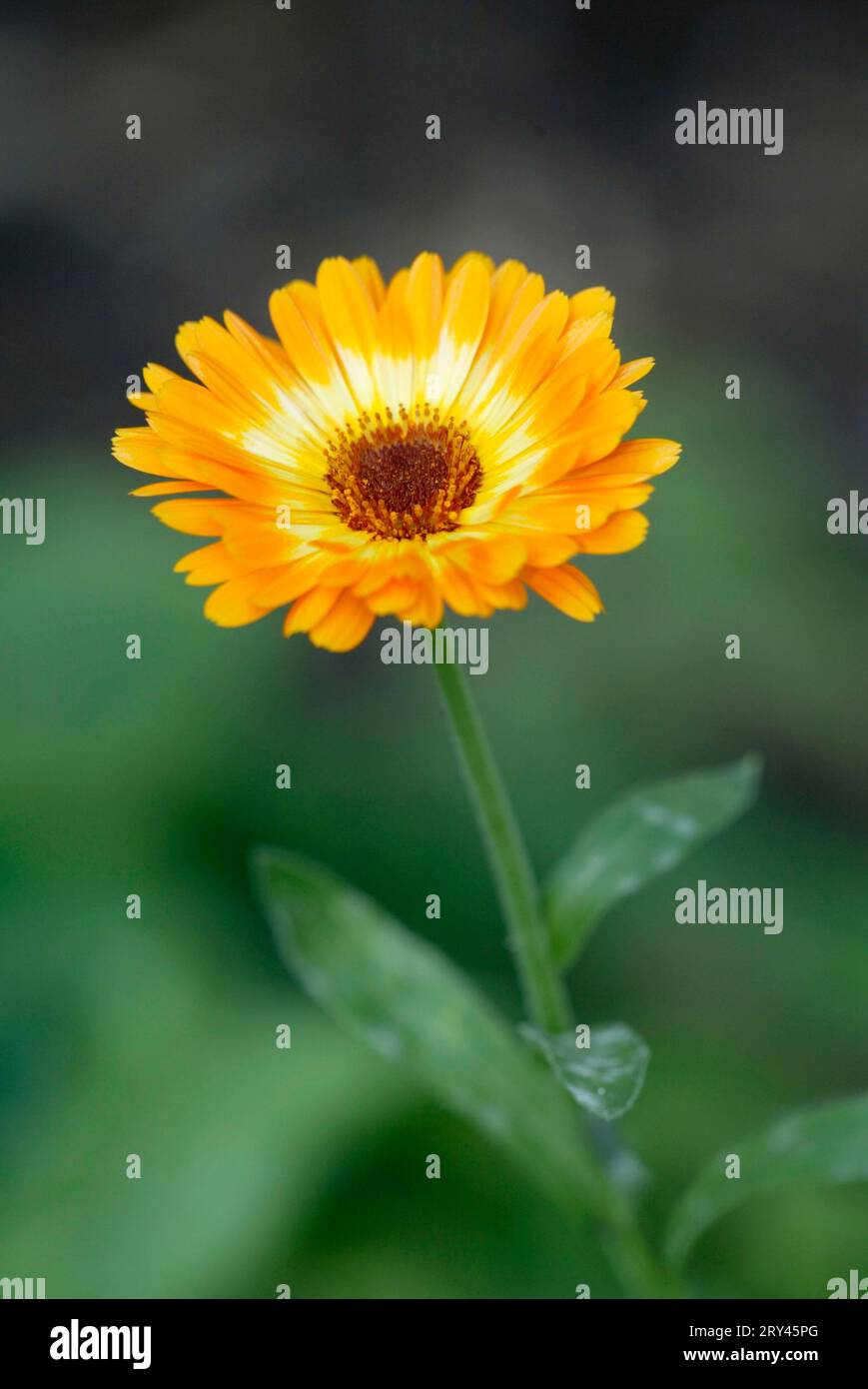 Pot Marigold (Calendula officinalis), marigold, flowers, garden plants ...
