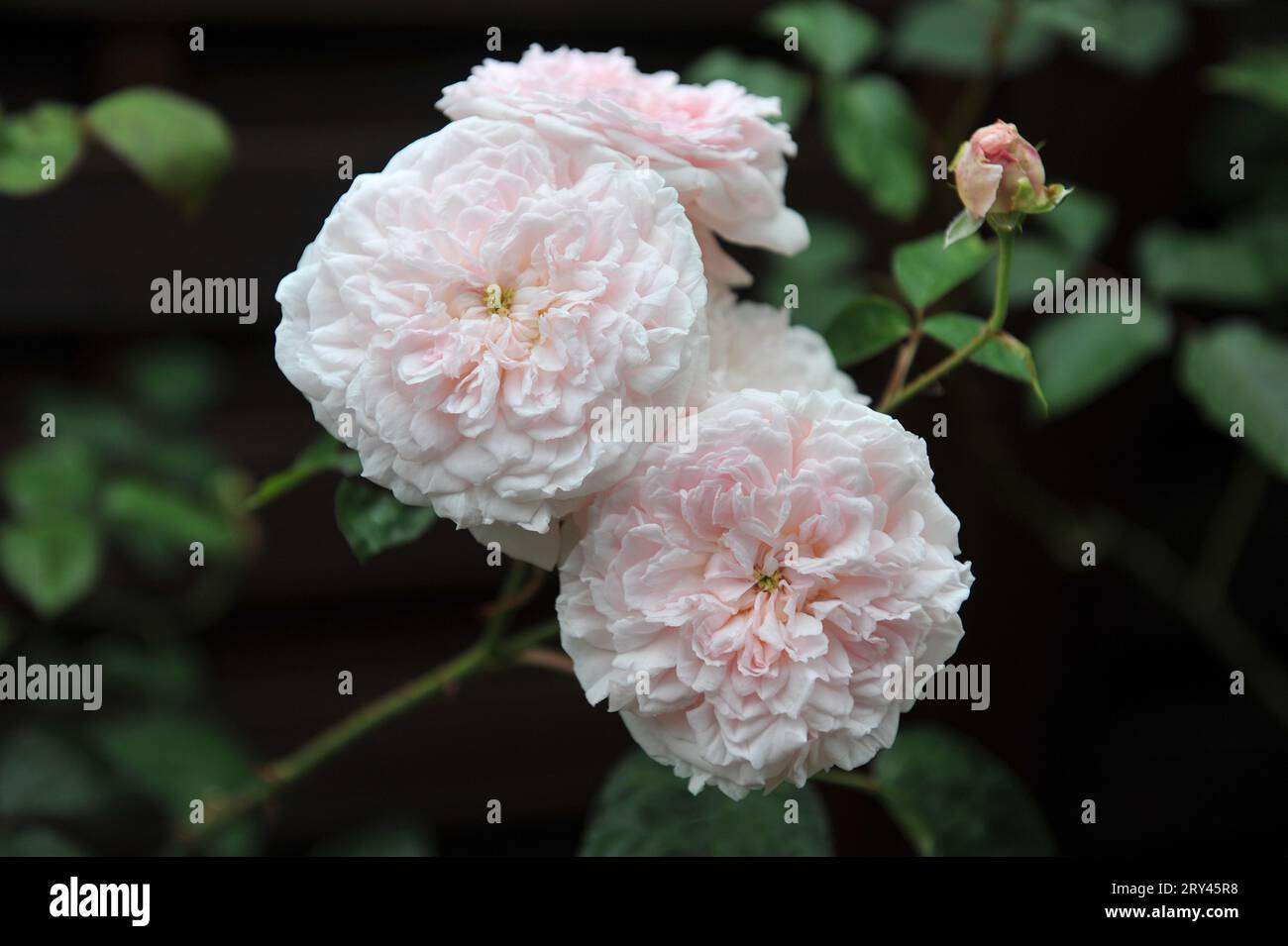 Light pink English shrub rose (Rosa) Eglantyne blooms in a garden in ...
