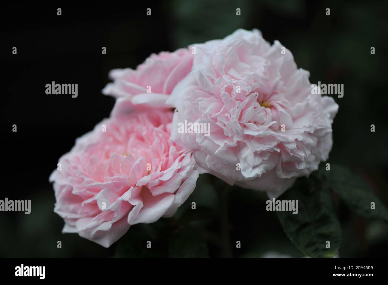 Light pink English shrub rose (Rosa) Eglantyne blooms in a garden in ...