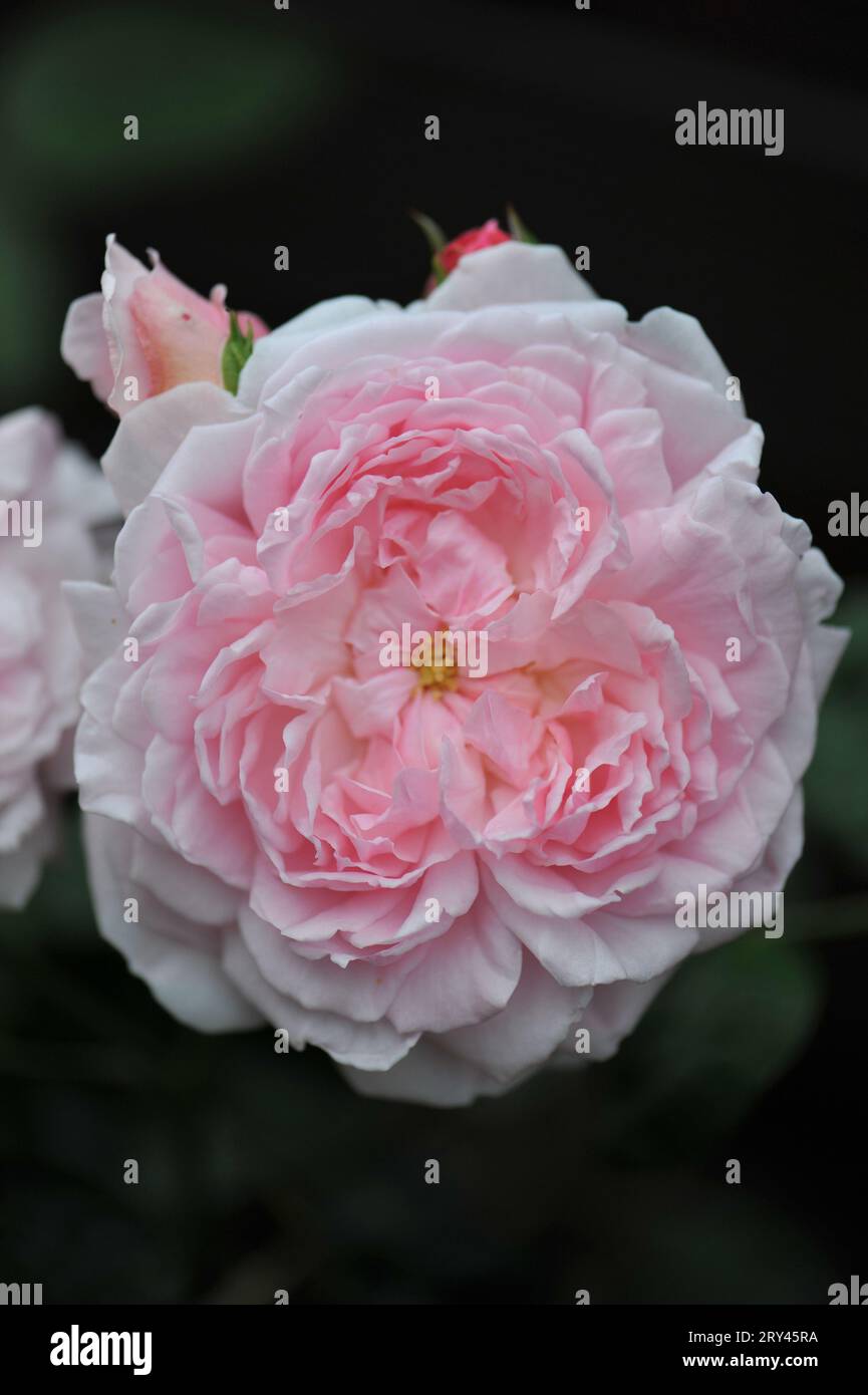 Light pink English shrub rose (Rosa) Eglantyne blooms in a garden in ...