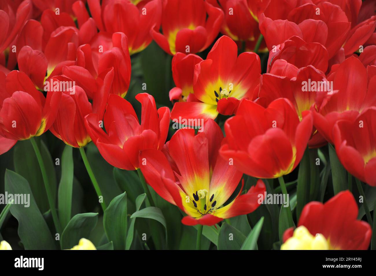 Red and yellow Triumph tulips (Tulipa) Amazone bloom in a garden in ...