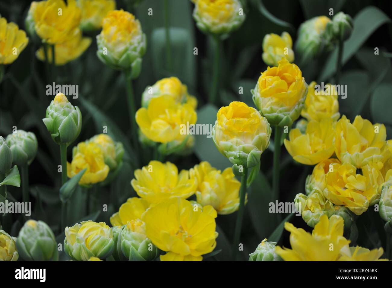 Yellow peony-flowered Double Late tulips (Tulipa) Andre 75 bloom in a ...