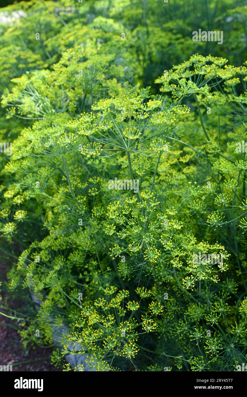 Dill is a versatile culinary herb Stock Photo - Alamy