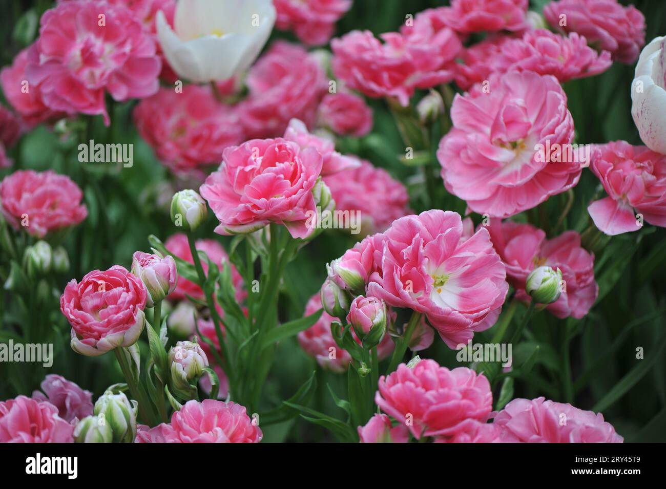 Pink multi-flowered Double Late tulips (Tulipa) Anne Fleur bloom in a ...