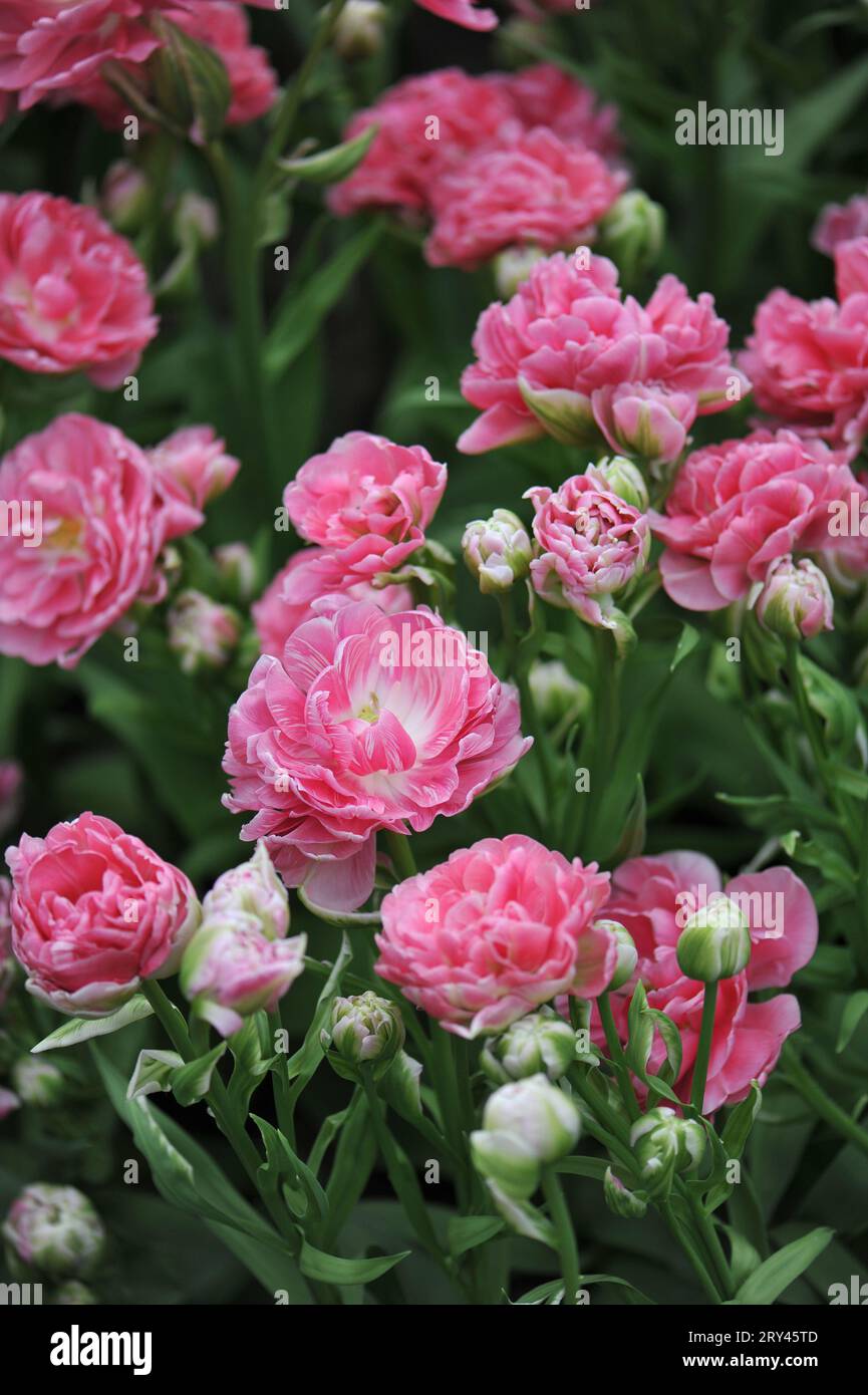 Pink multi-flowered Double Late tulips (Tulipa) Anne Fleur bloom in a ...